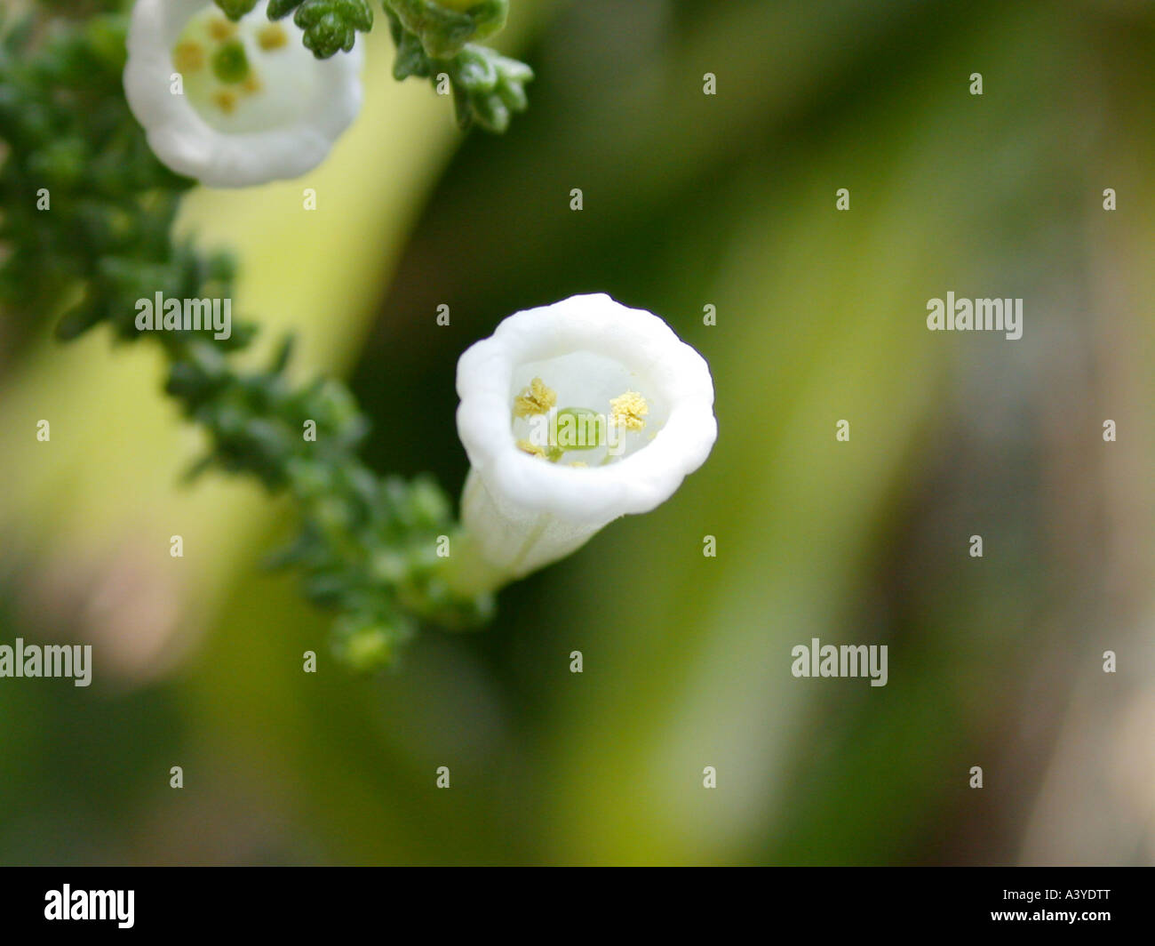 Fabiana plant hi-res stock photography and images - Alamy