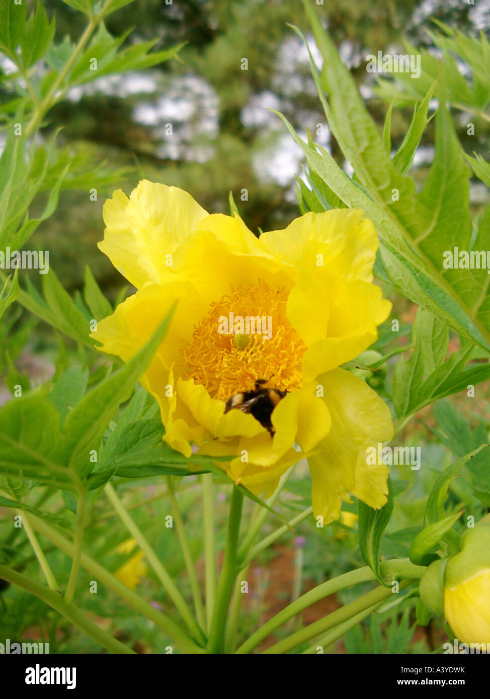 Yellow peony (Paeonia lutea), flower with humble bee Stock Photo - Alamy