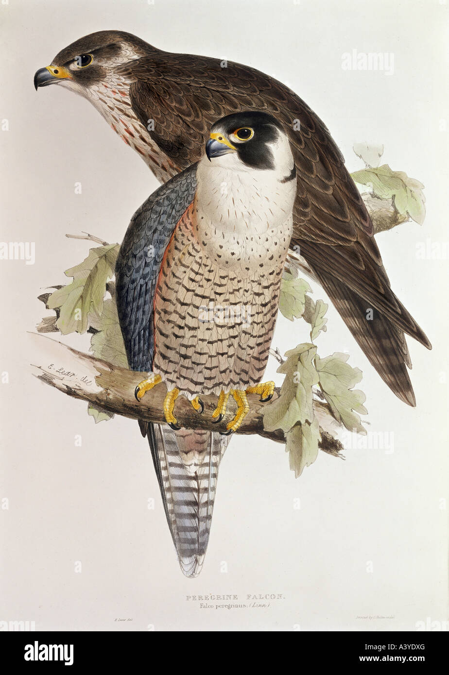 Peregrine falcon graphics hi-res stock photography and images - Alamy
