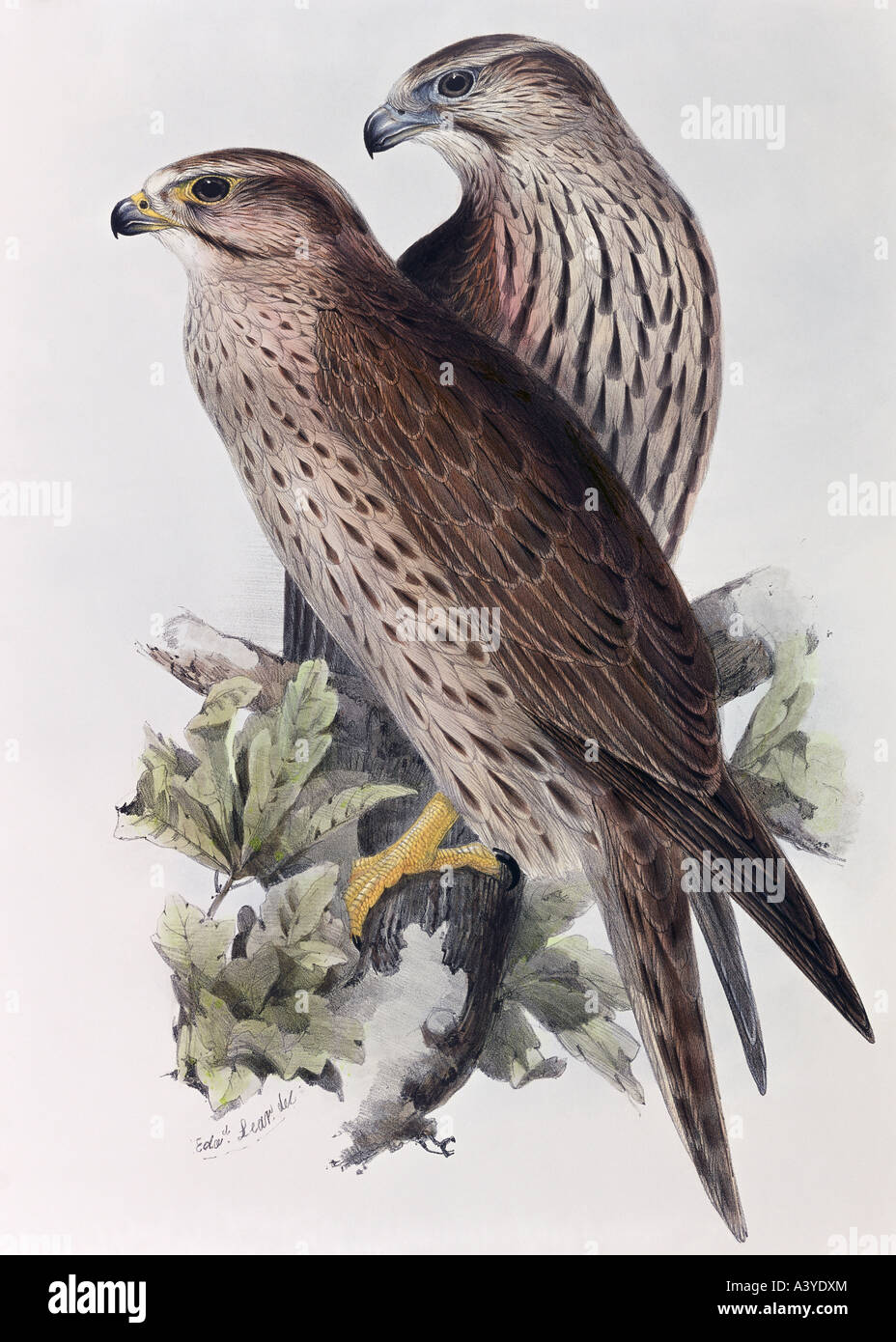 zoology / animal, avian / bird, falconidae, saker falcon, (falco ...