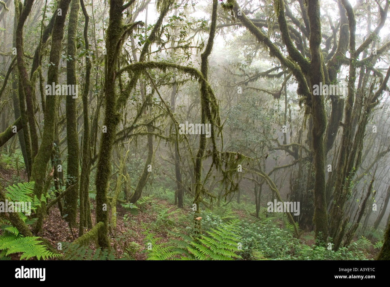 Canarias garajonay fog hi-res stock photography and images - Alamy