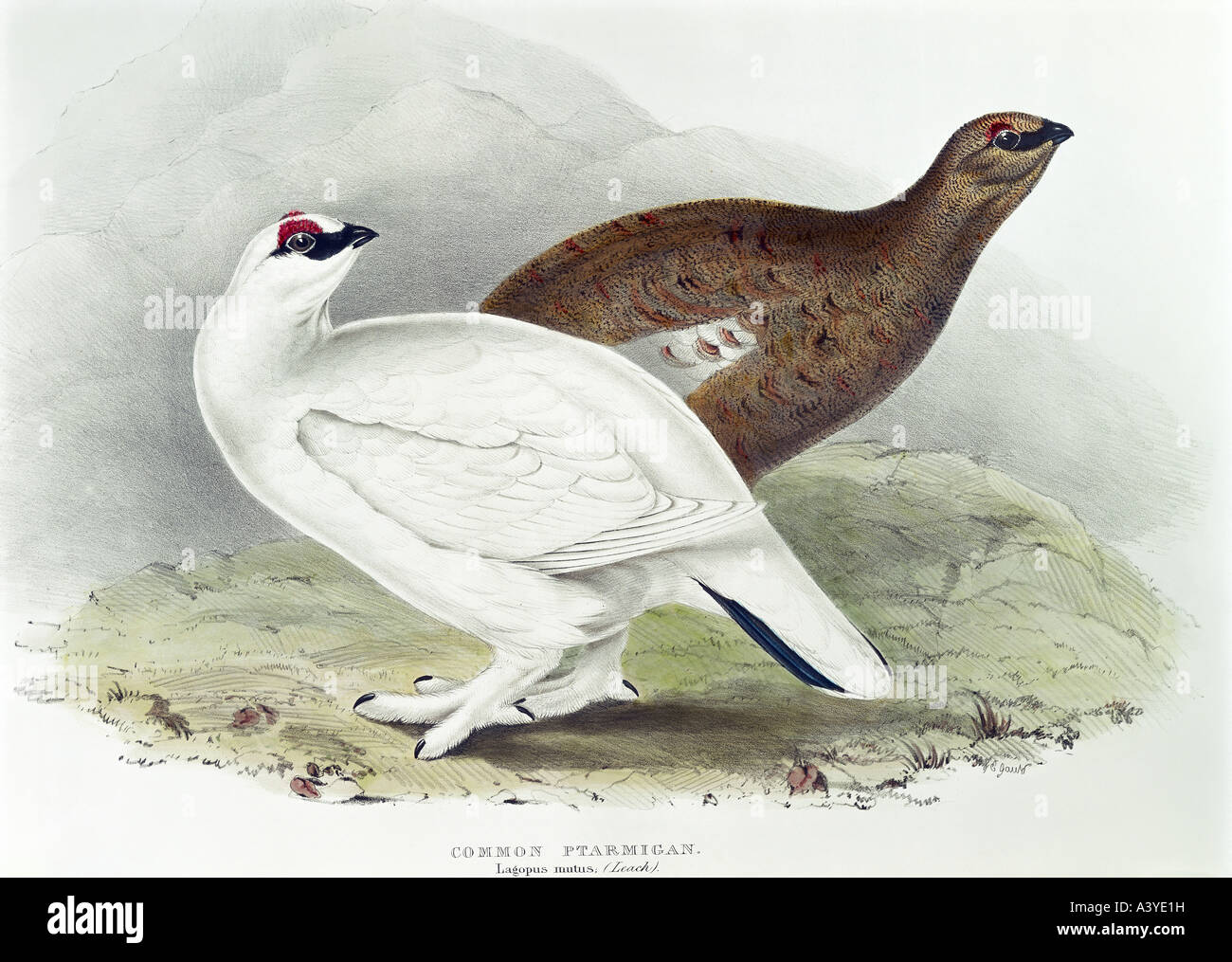 zoology / animal, avian / bird, tetraonidae, ptarmigan, (lagopus muta ...