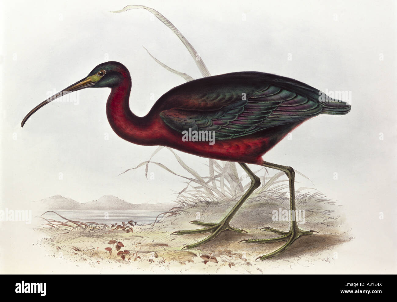 zoology / animal, avian / bird, threskiornithidae, glossy ibis ...