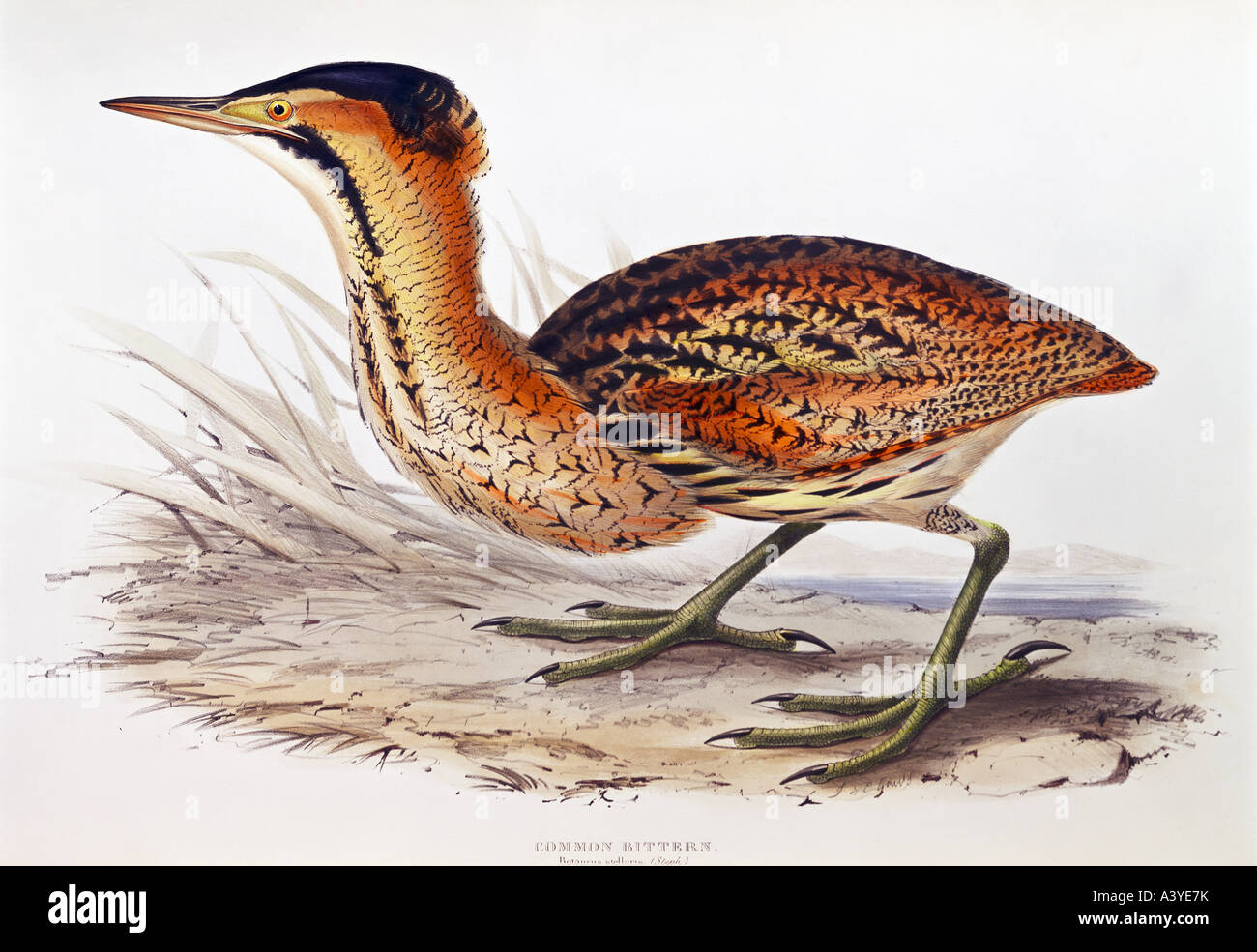 zoology / animal, avian / bird, ardeidae, great bittern, (botaurus ...