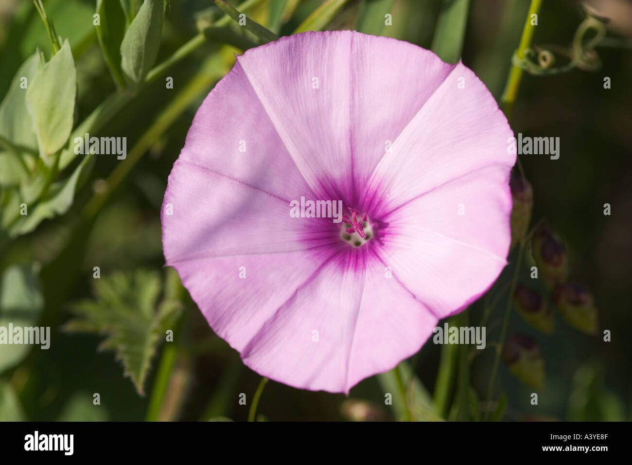 Pink bindweed Convolvulus althaeoides La Gomera Stock Photo - Alamy