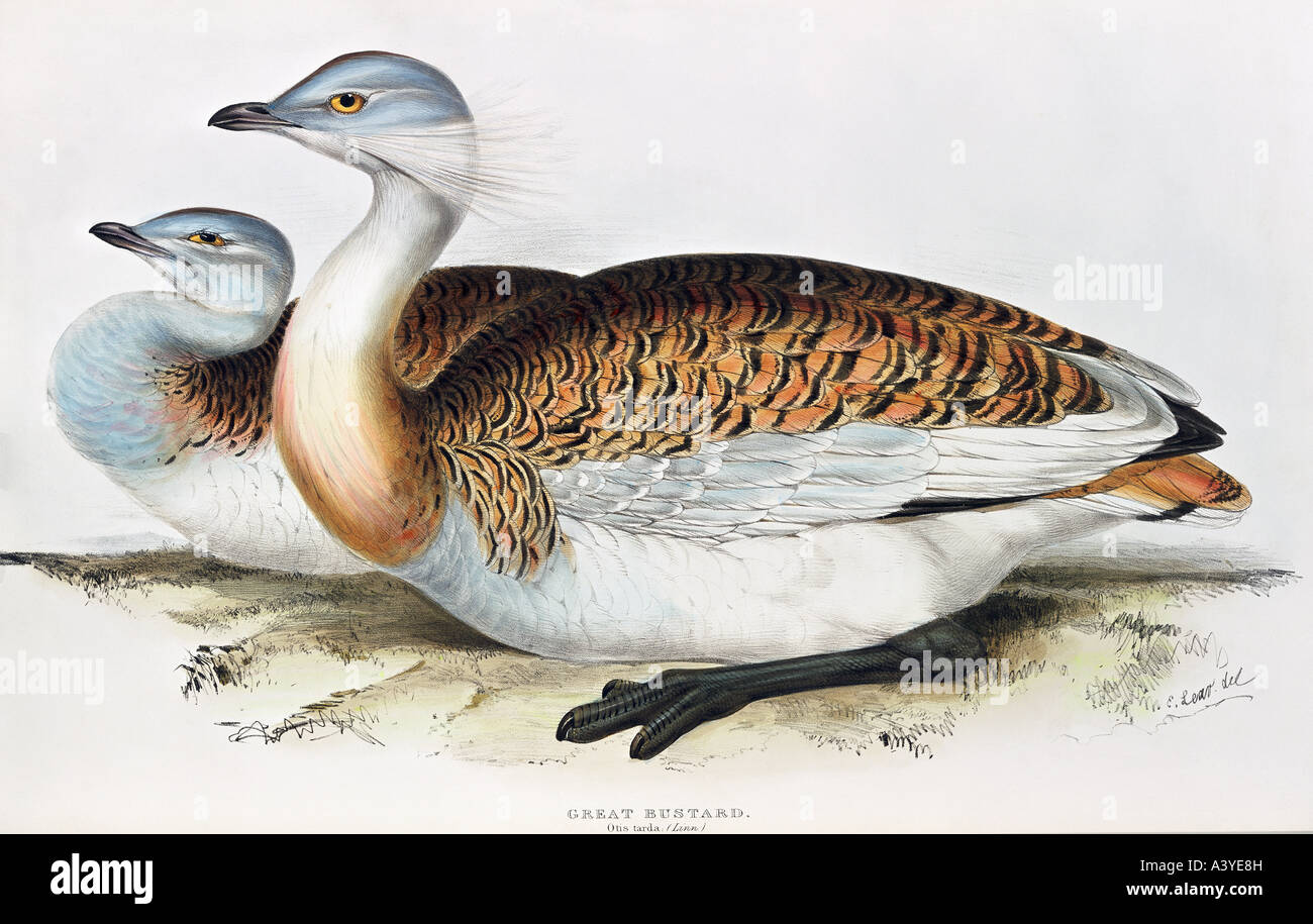 zoology / animal, avian / bird, otididae, great bustard, (otis tarda ...