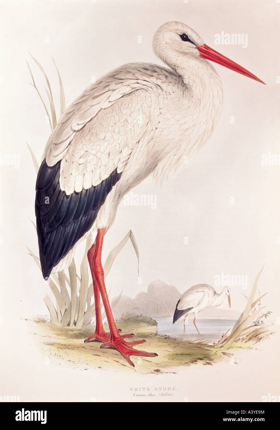 zoology / animal, avian / bird, ciconiidae, white stork, (ciconia ...