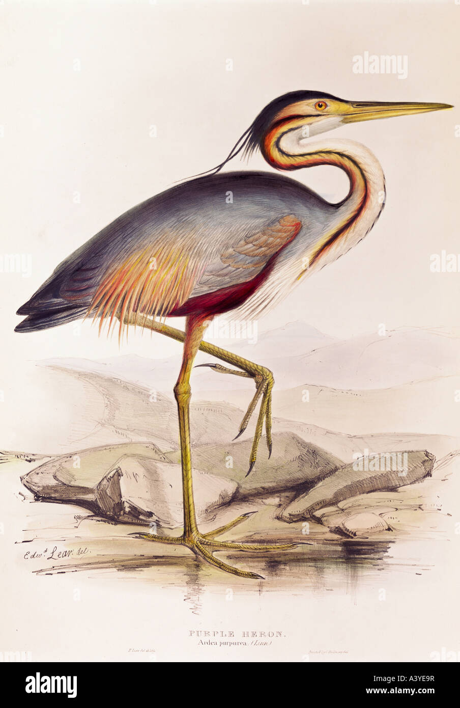 zoology / animal, avian / bird, ardeidae, purple heron, (ardea purpurea ...