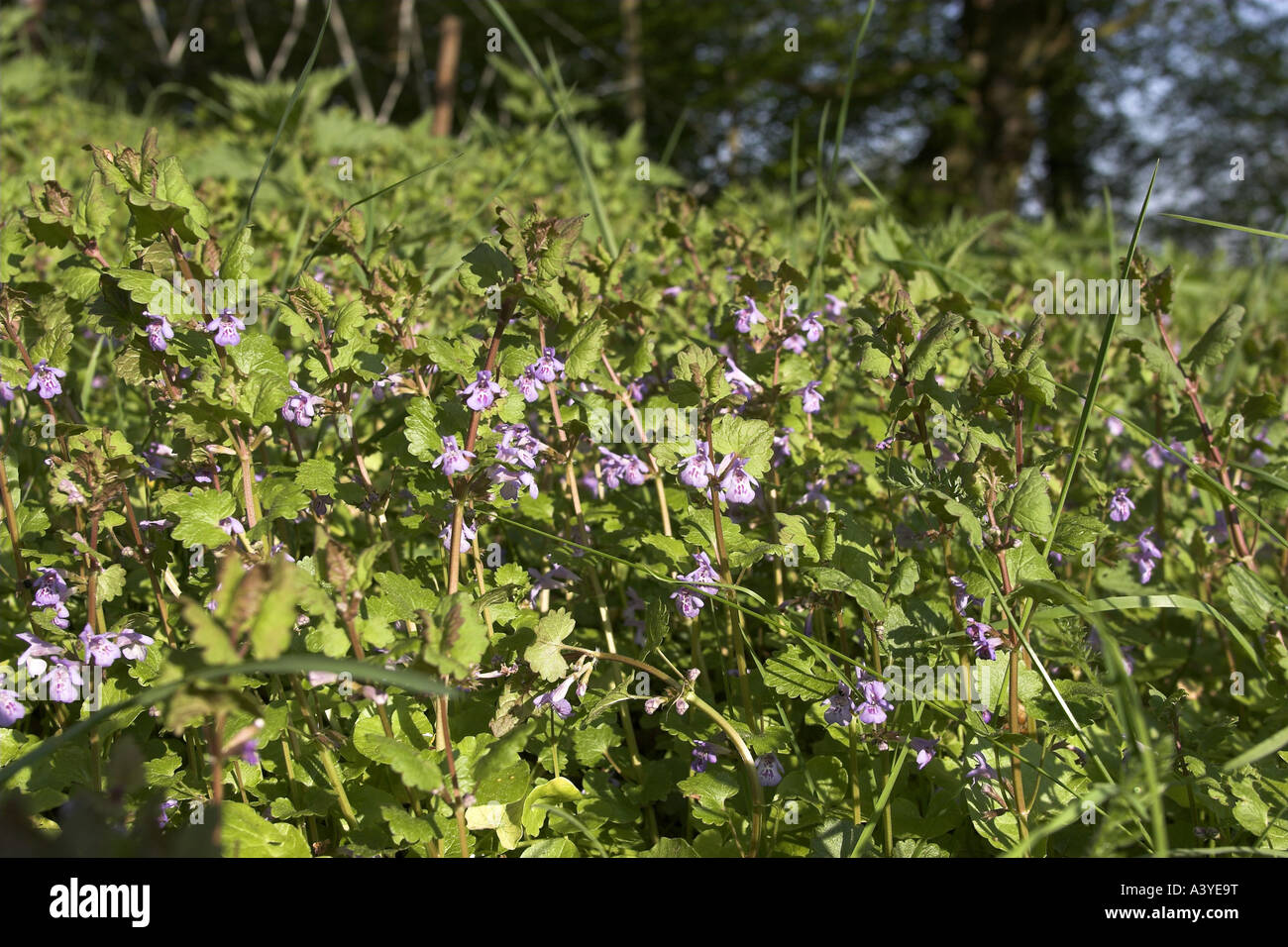 gill-over-the-ground, ground ivy (Glechoma hederacea), blooming Stock ...