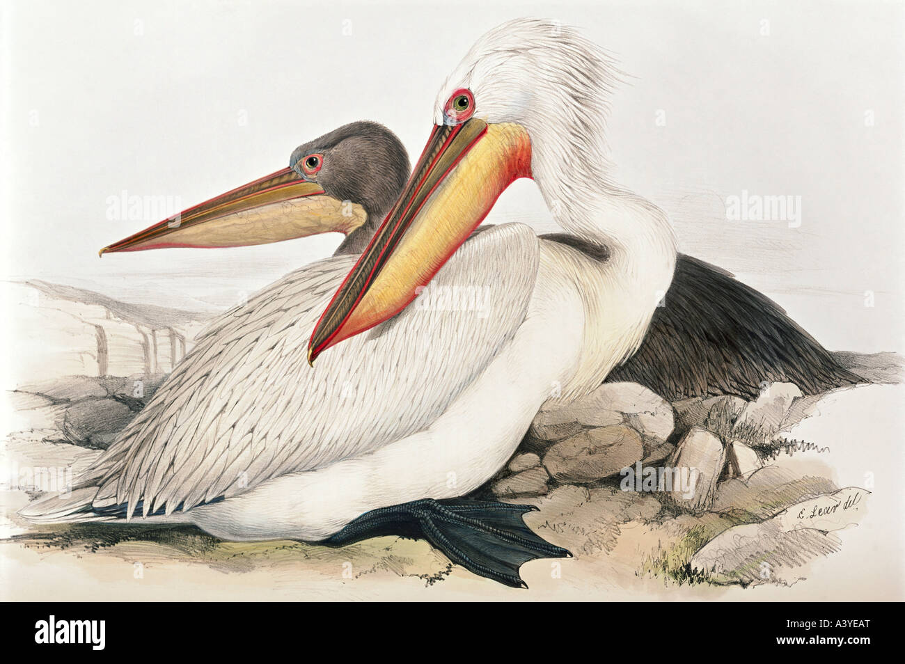 zoology / animal, avian / bird, pelecanidae, dalmatian pelican ...