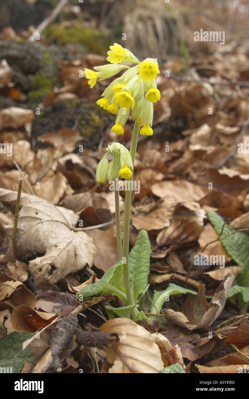 Primrose primula veris hi-res stock photography and images - Alamy