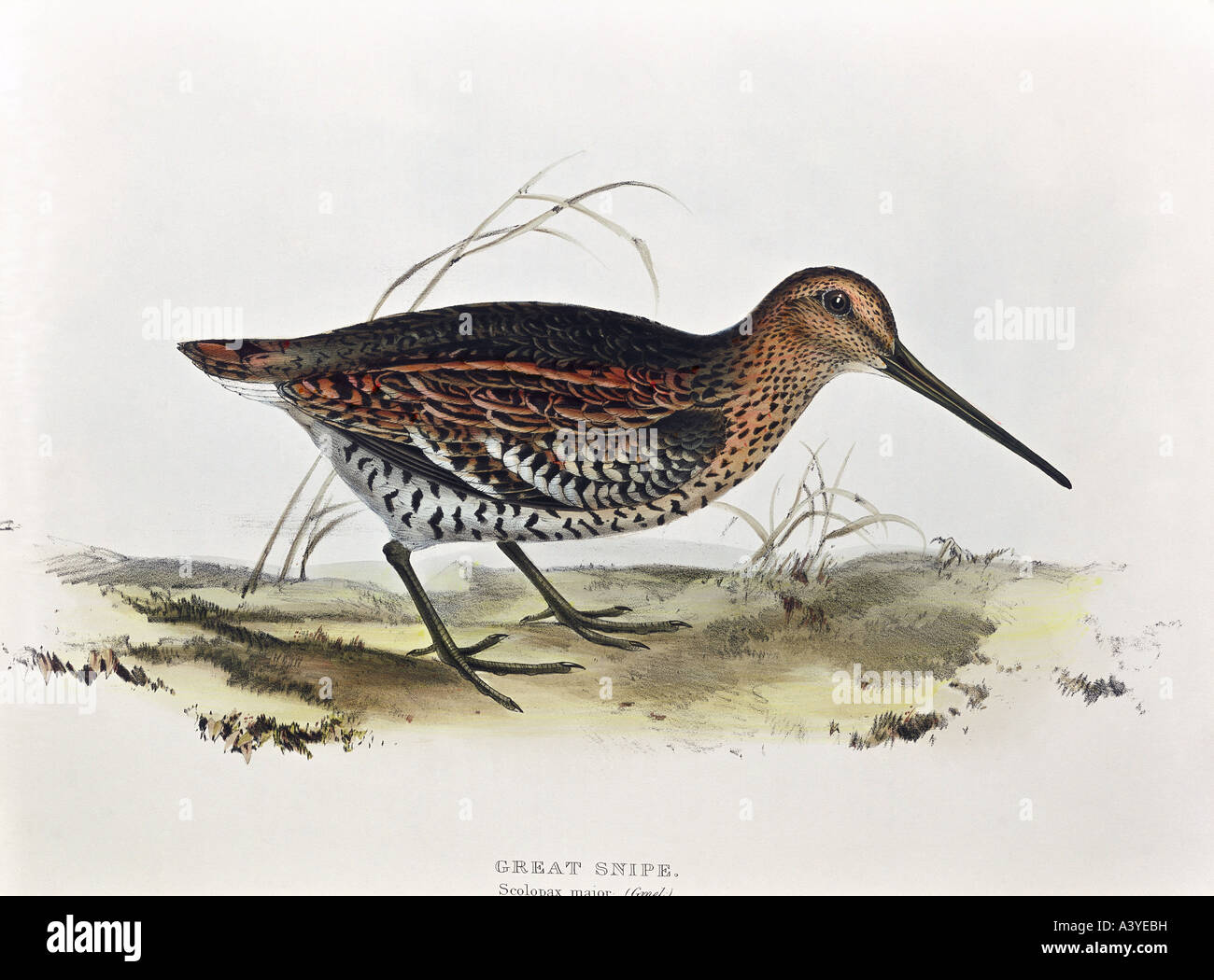 Snipe graphics hi-res stock photography and images - Alamy