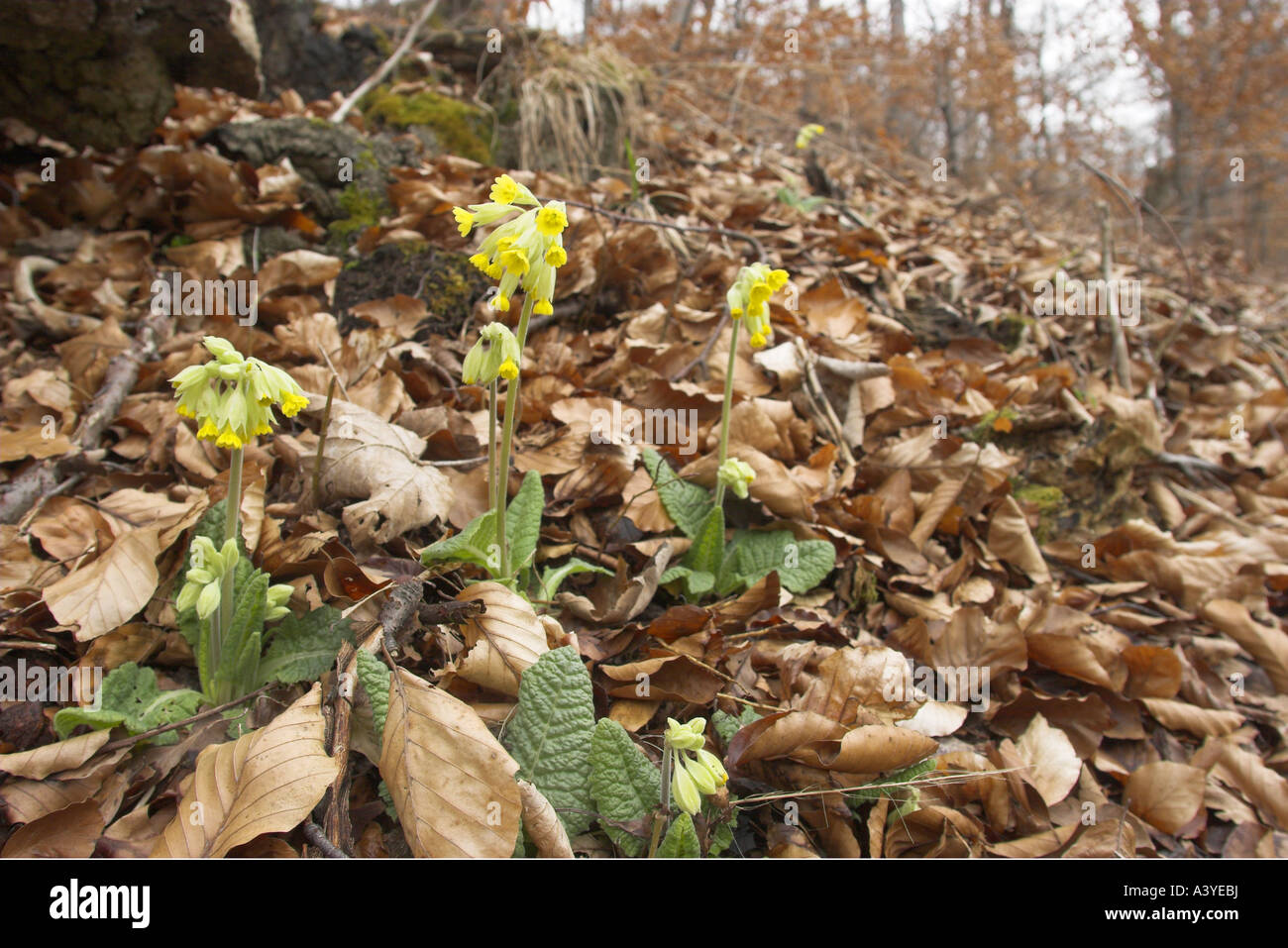 Primrose primula veris hi-res stock photography and images - Alamy
