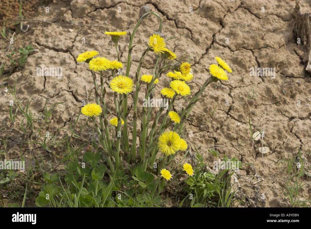 Coltsfoot seed hi-res stock photography and images - Alamy