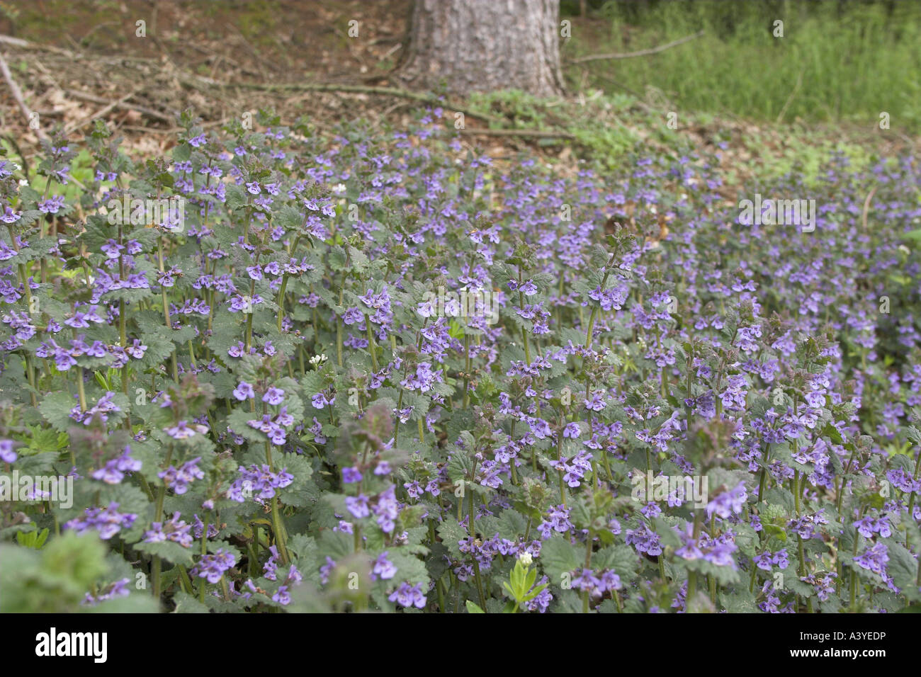 gill-over-the-ground, ground ivy (Glechoma hederacea), blooming Stock ...
