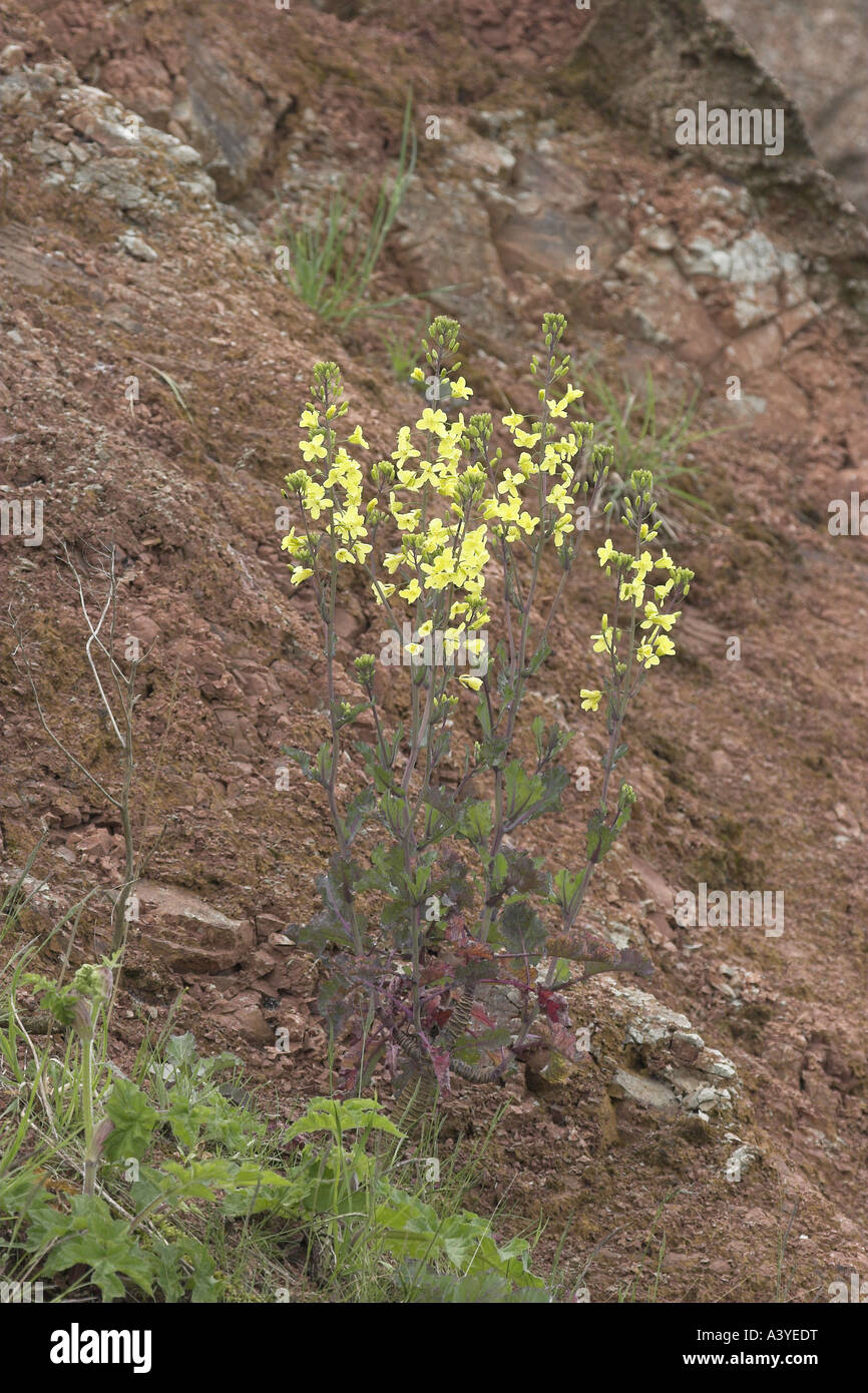 wild cabbage (Brassica oleracea ssp. oleracea), wild form of several ...