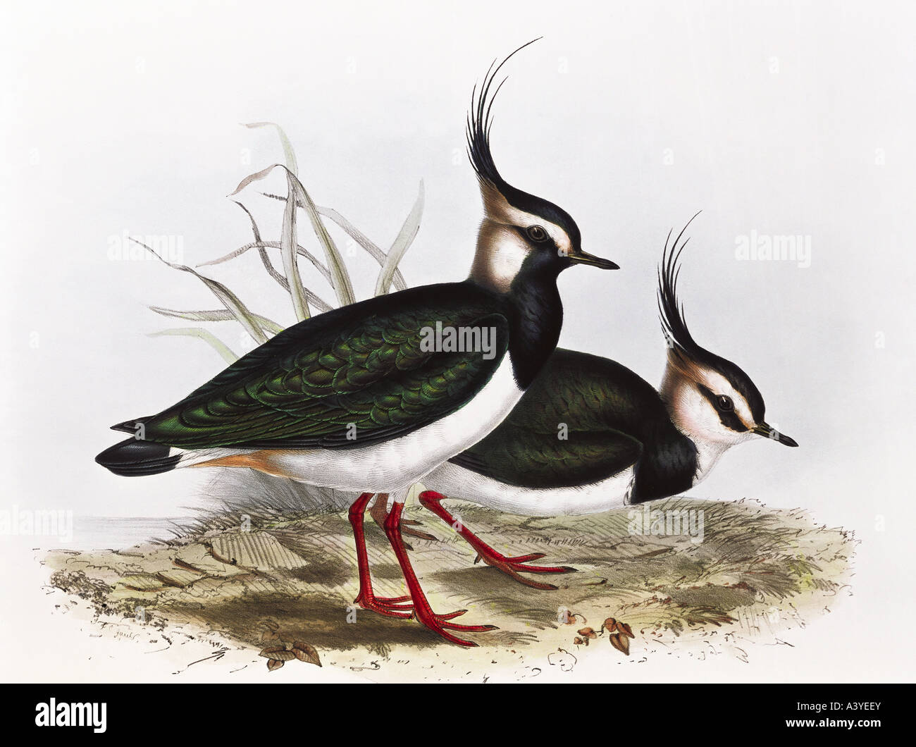 zoology / animal, avian / bird, charadriidae, northern lapwing ...