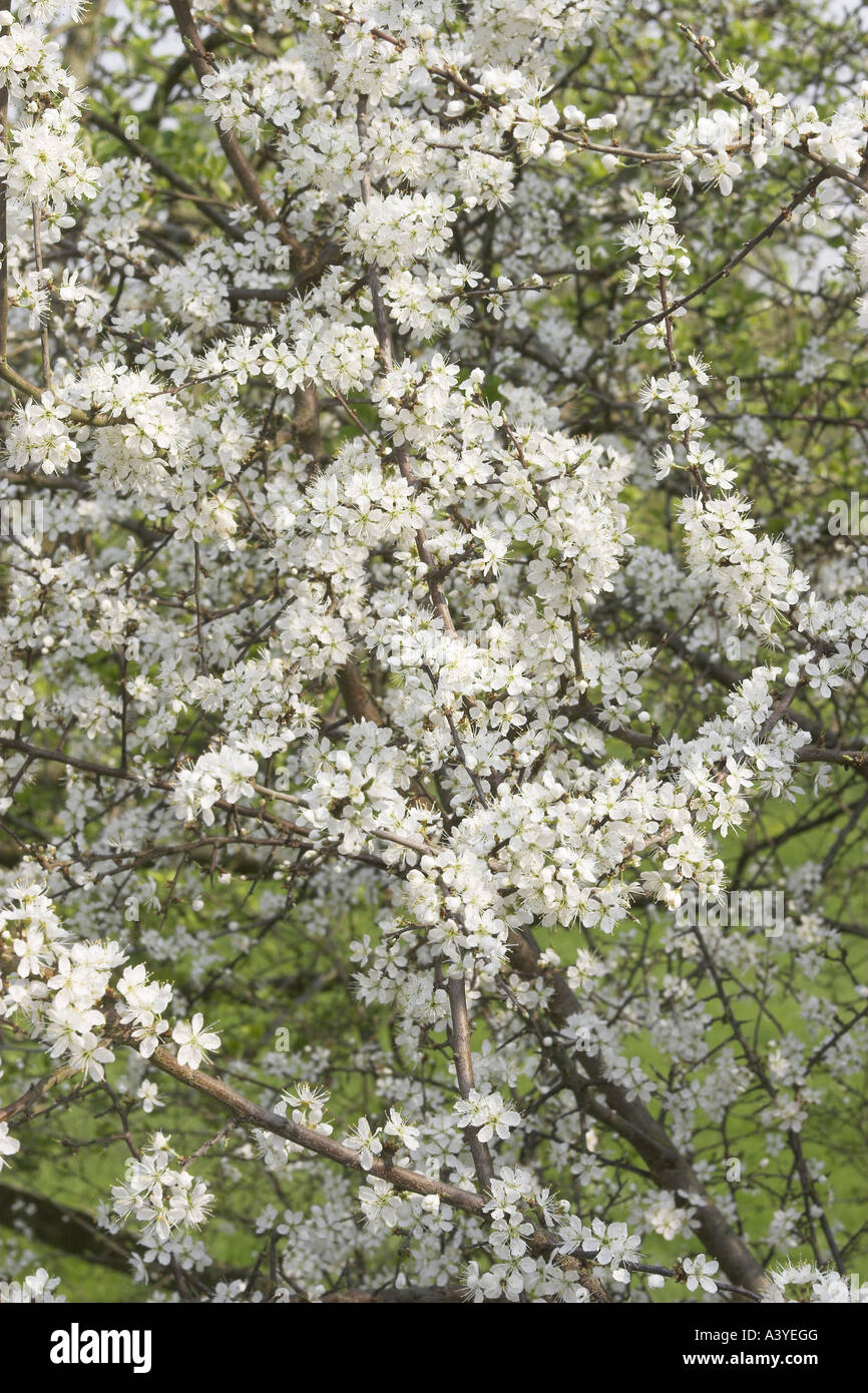 blackthorn, sloe (Prunus spinosa), blooming Stock Photo - Alamy