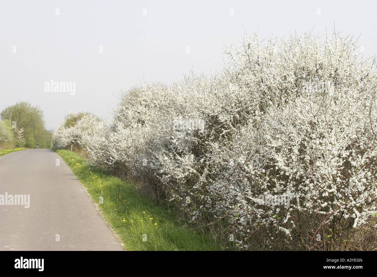 blackthorn, sloe (Prunus spinosa), blooming in a hedge at a street ...