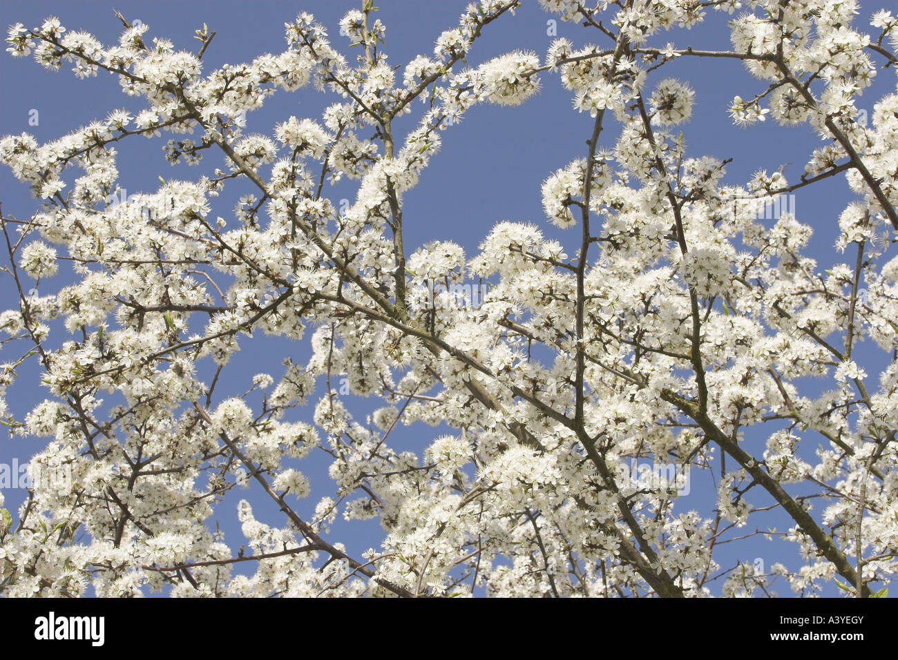 blackthorn, sloe (Prunus spinosa), blooming twigs Stock Photo - Alamy