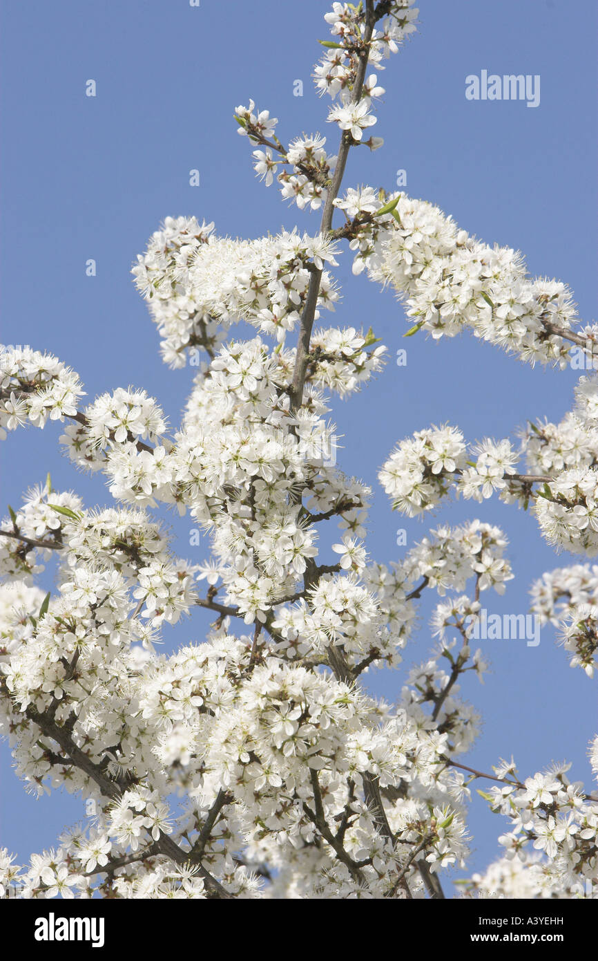 blackthorn, sloe (Prunus spinosa), blooming twigs Stock Photo - Alamy