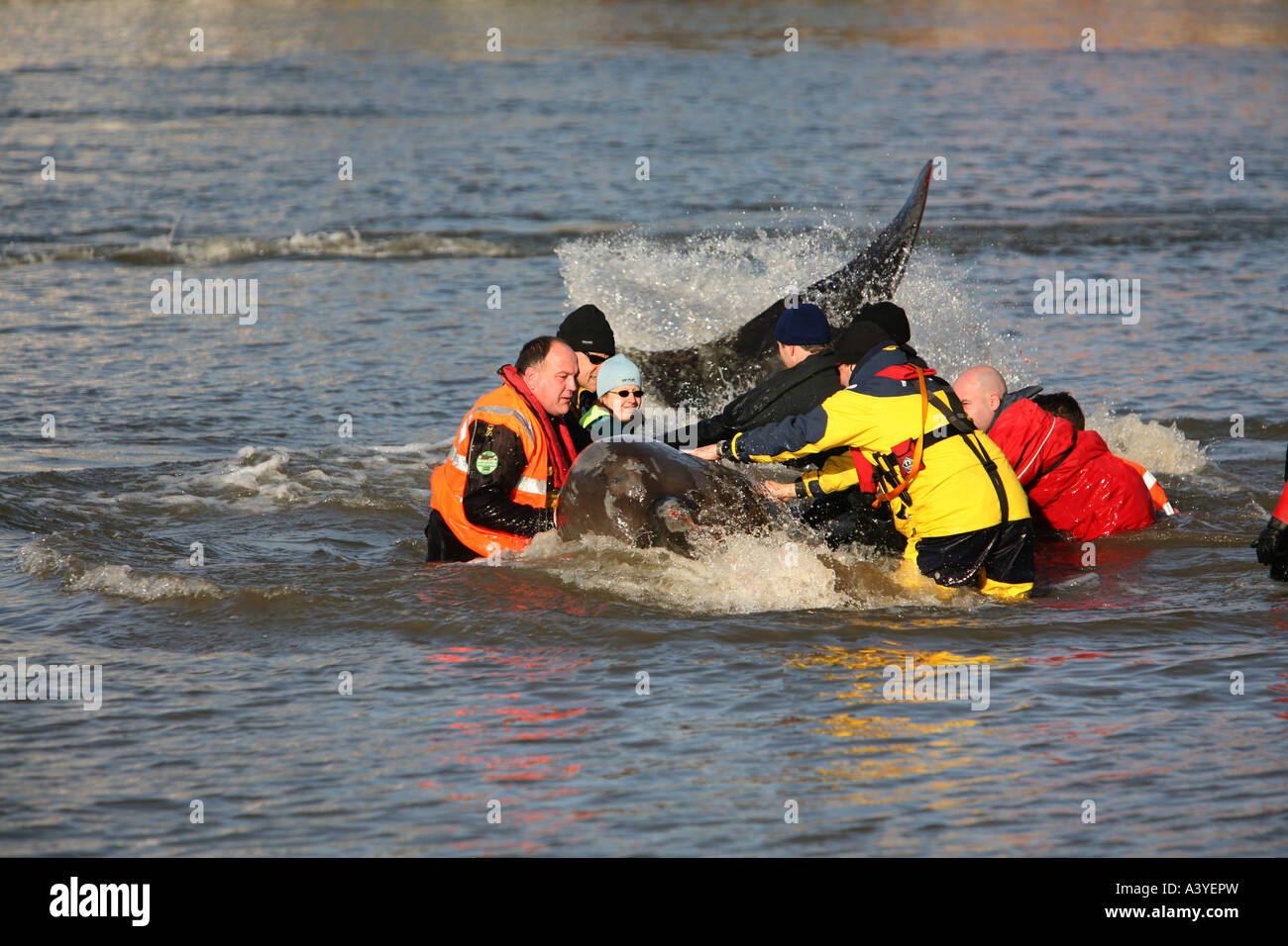 A whale is rescued by the British Divers Marine Life Rescue after it ...