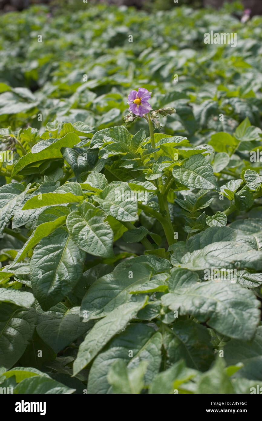 blooming potato Solanum tuberosum Stock Photo - Alamy