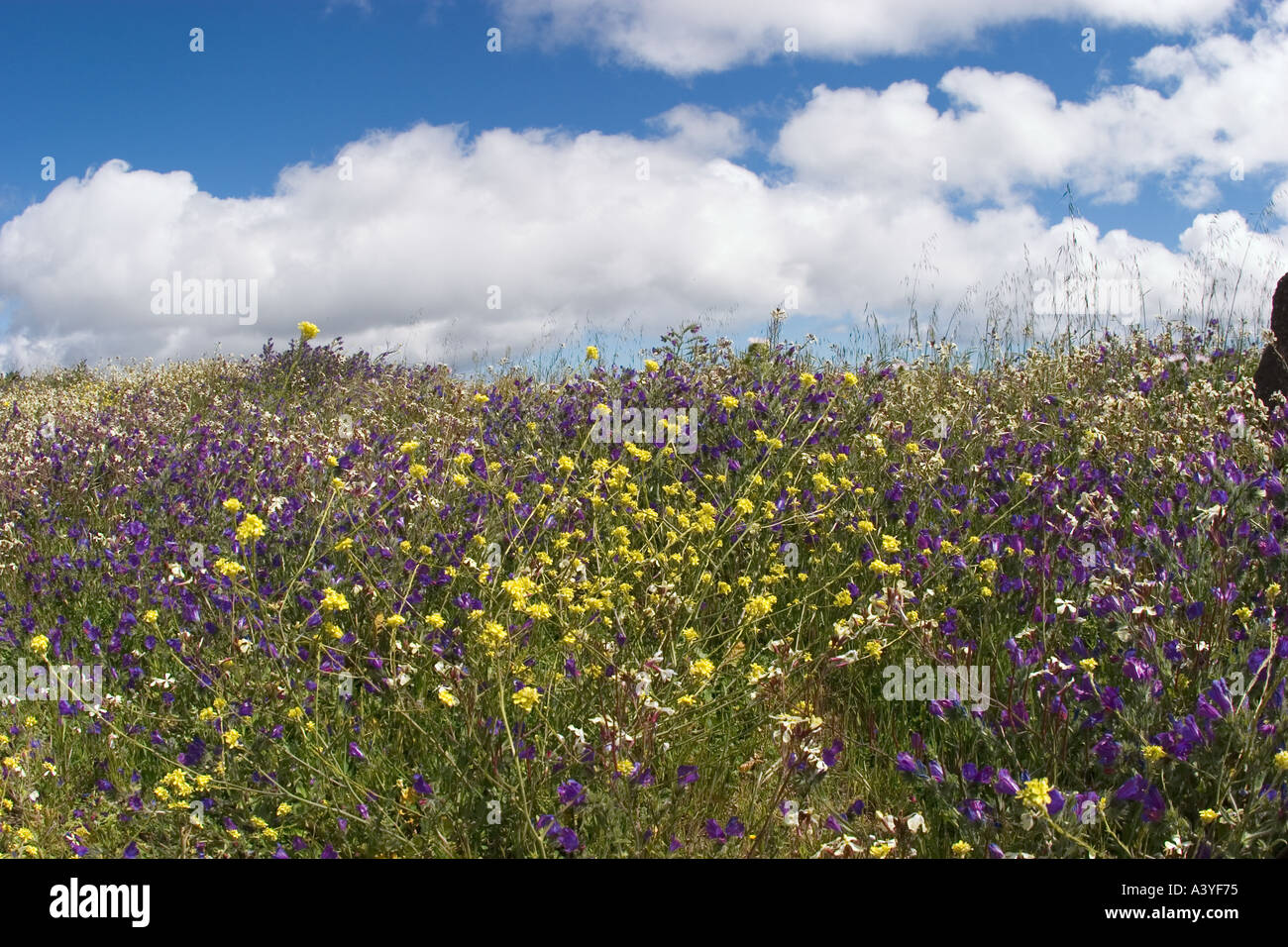 Bugloss la gomera hi-res stock photography and images - Alamy