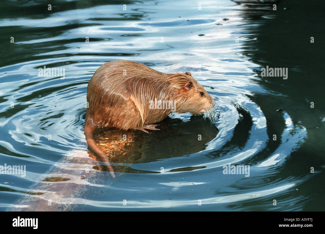 Nutria myocastor coypus a hartl animal hi-res stock photography and ...