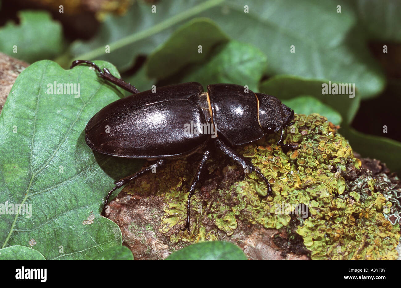 stag beetle, European stag beetle (Lucanus cervus), female Stock Photo ...