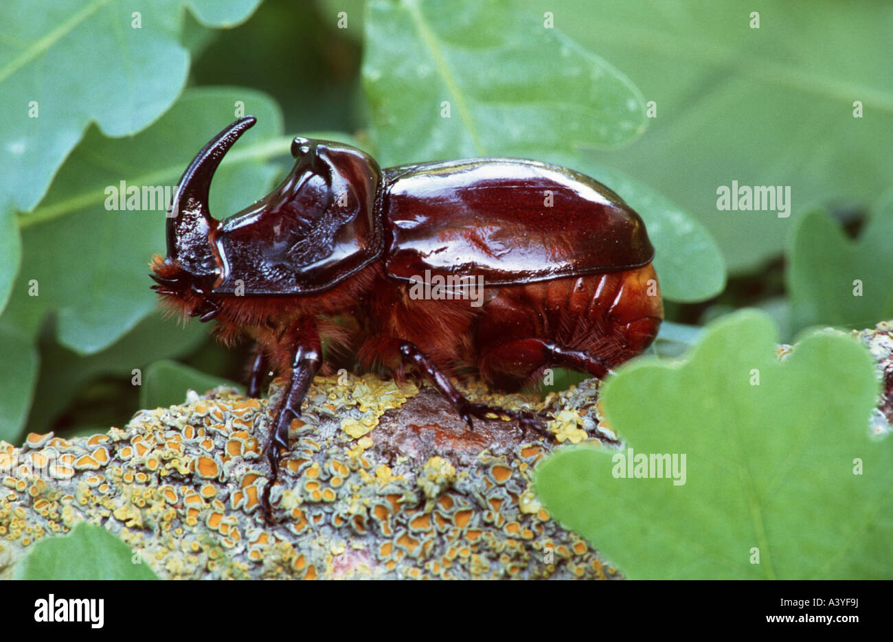 European rhinoceros beetle (Oryctes nasicornis), male, Germany Stock ...