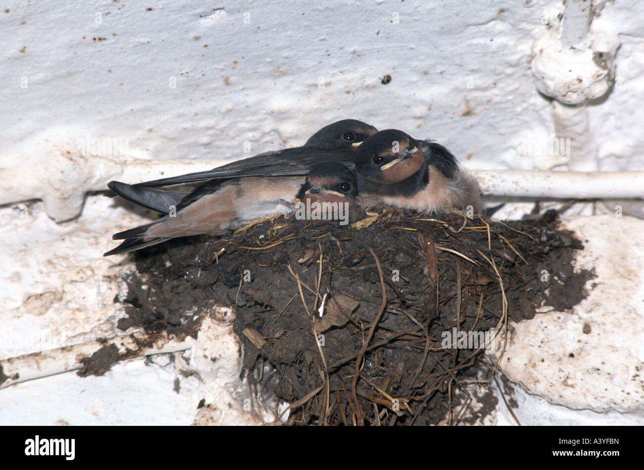 barn swallow (Hirundo rustica), young birds in nest waiting for food ...