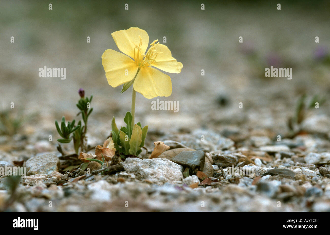 Evening-primrose species (Oenothera spec.), single plant flowering in ...