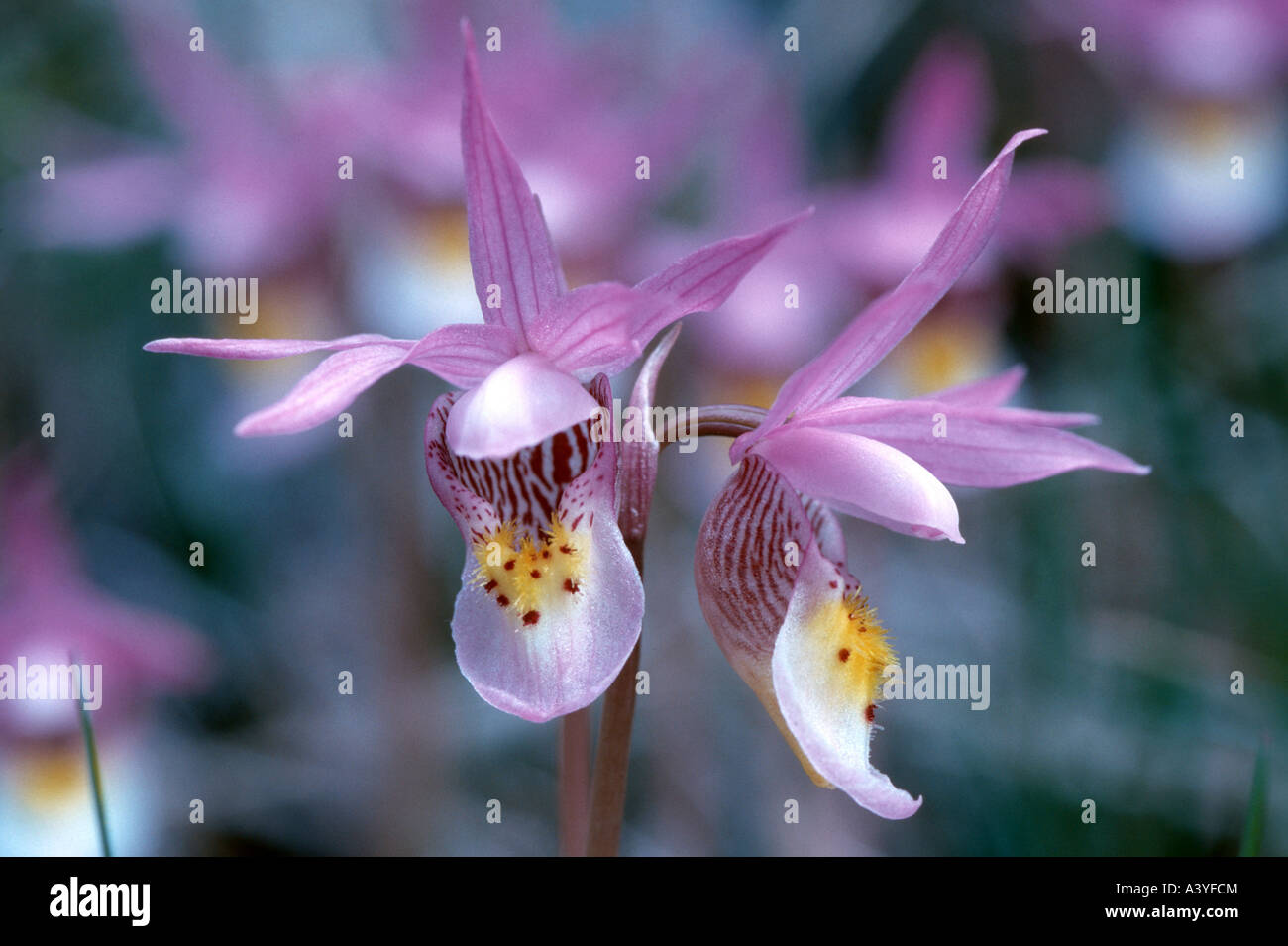 calypso orchid, fairy slipper (Calypso bulbosa), plant with flowers ...