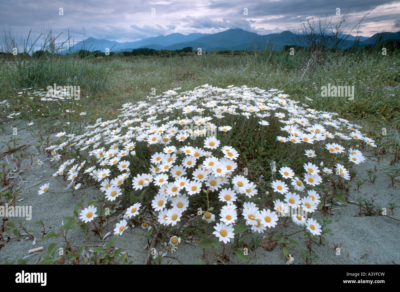 Maritime anthemis, camomille (Anthemis maritima), masses on sandy coast ...