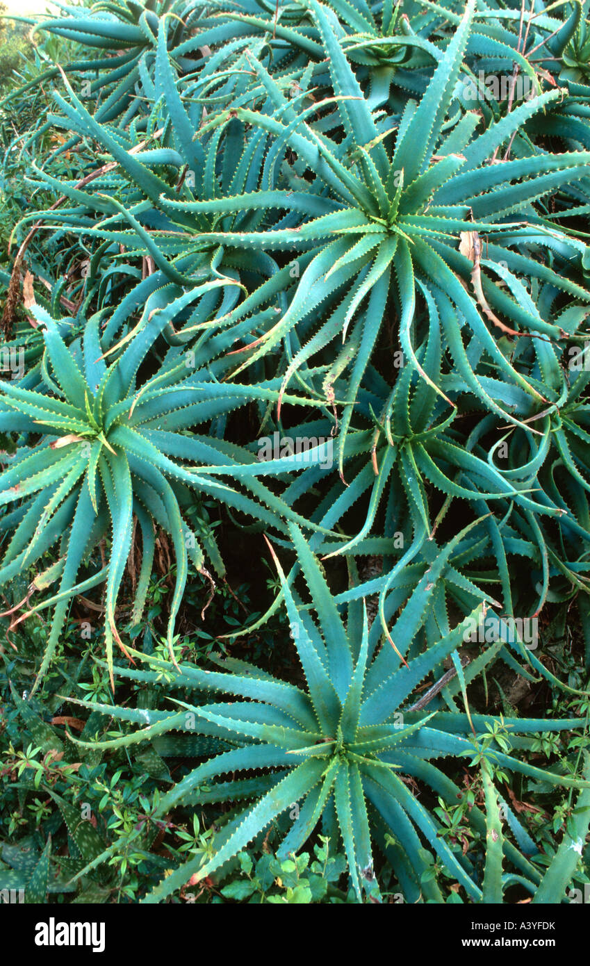Aloe species hi-res stock photography and images - Alamy