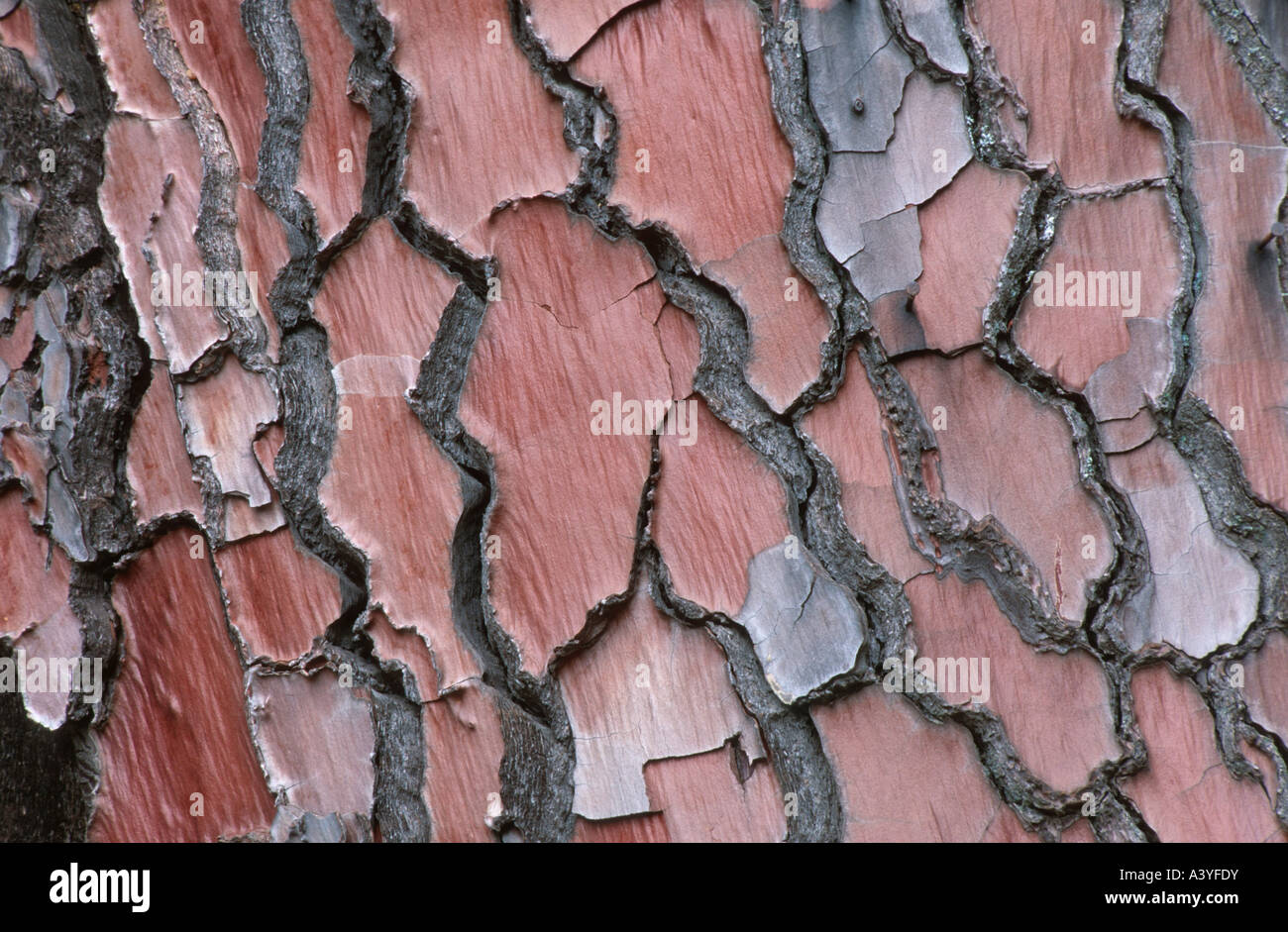 European black pine, Austrian pine, Black Pine, Corsican Pine (Pinus ...