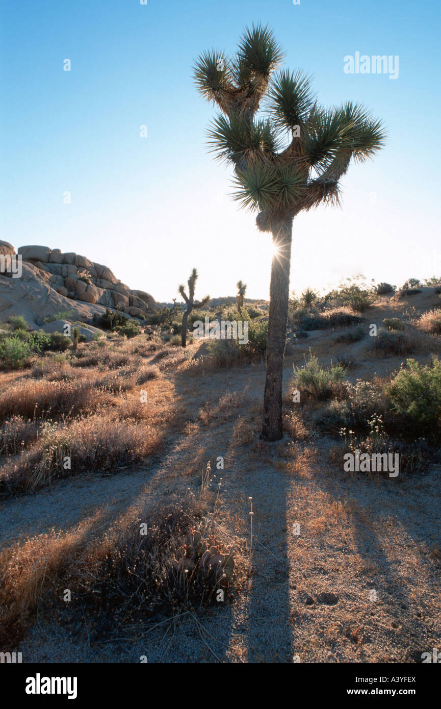 joshua tree (Yucca brevifolia), single tree in the mojave desert at ...