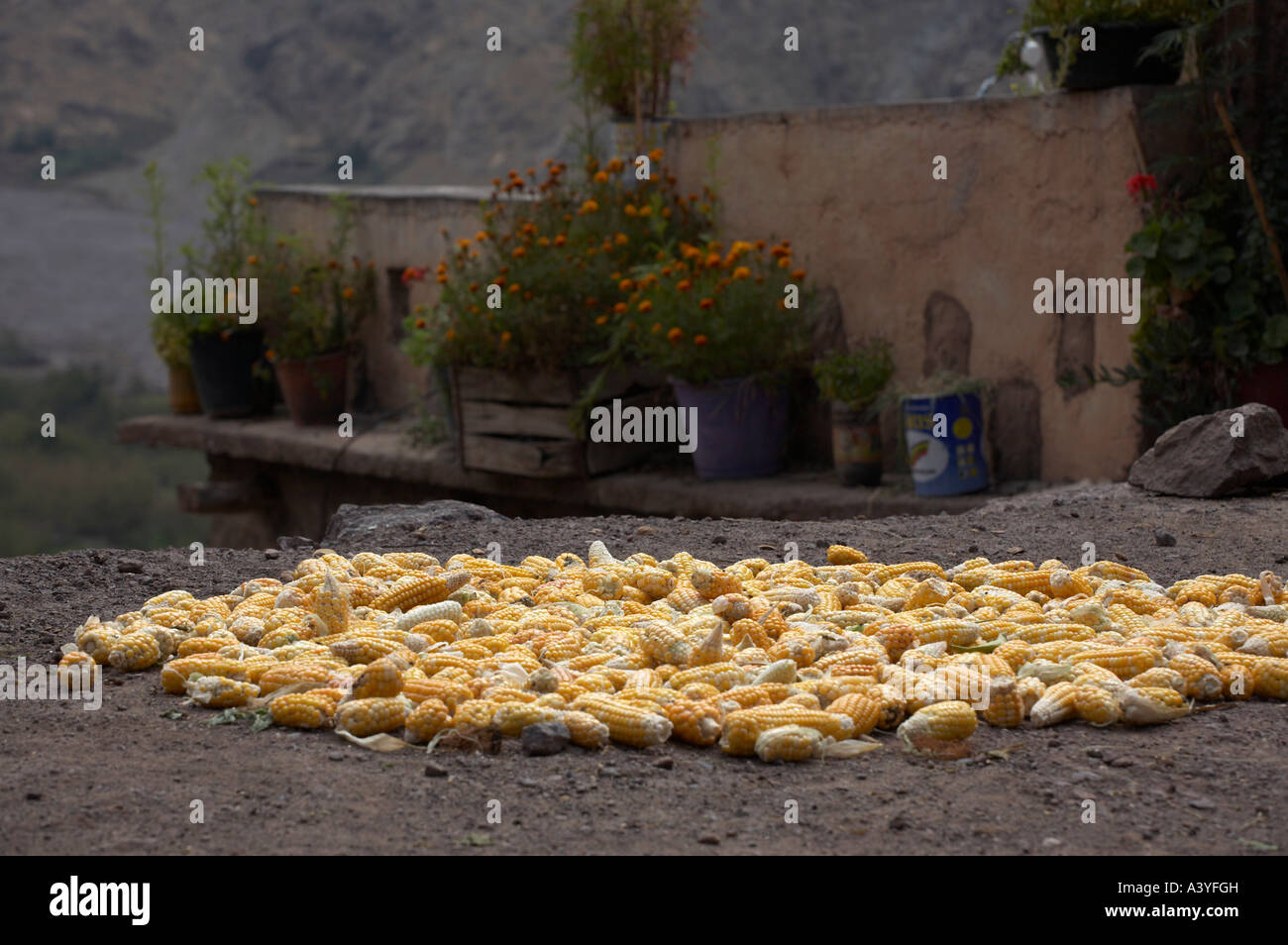Corn crop drying hi-res stock photography and images - Alamy