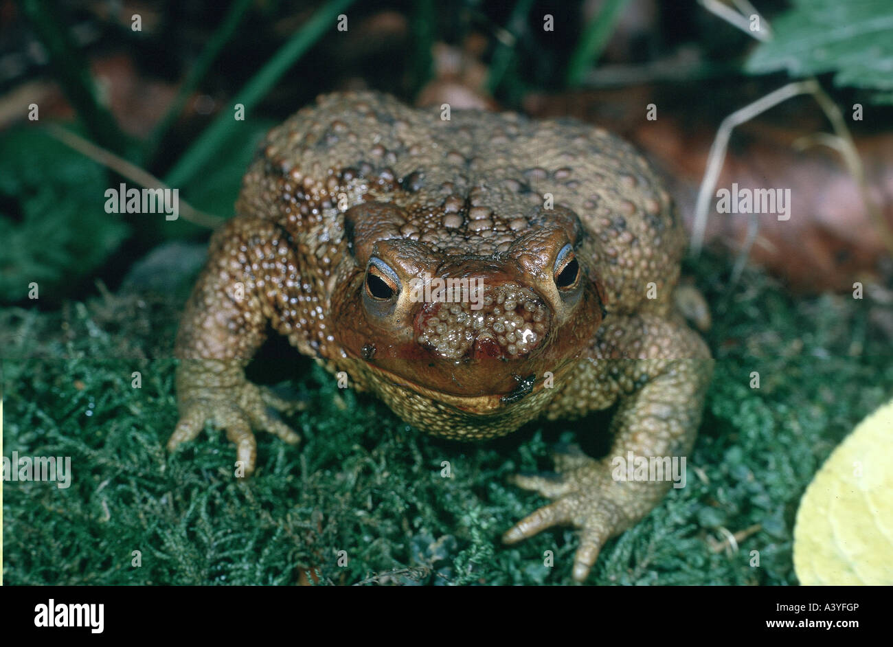 Toad parasite hi-res stock photography and images - Alamy