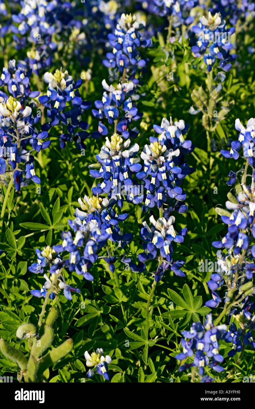 Texas Bluebonnets: State flower of Texas Stock Photo - Alamy