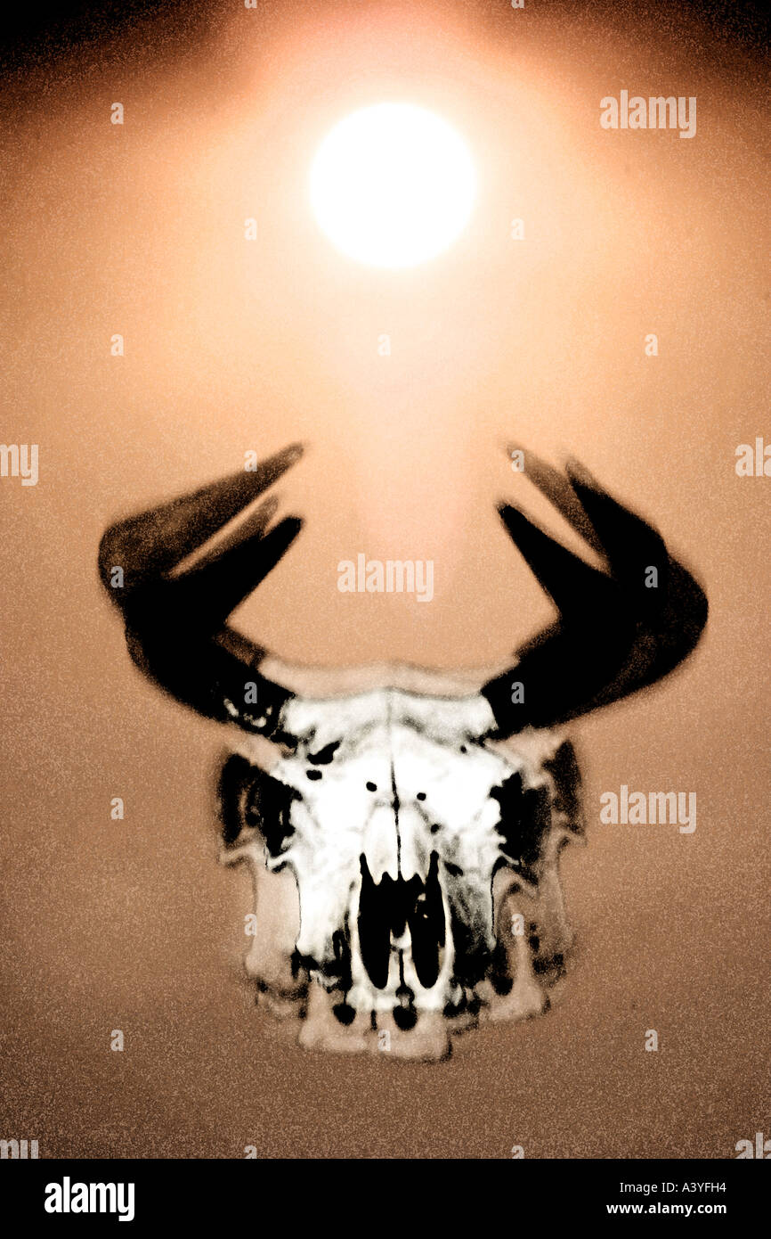 Skeleton of Bull Head in Sun Stock Photo - Alamy
