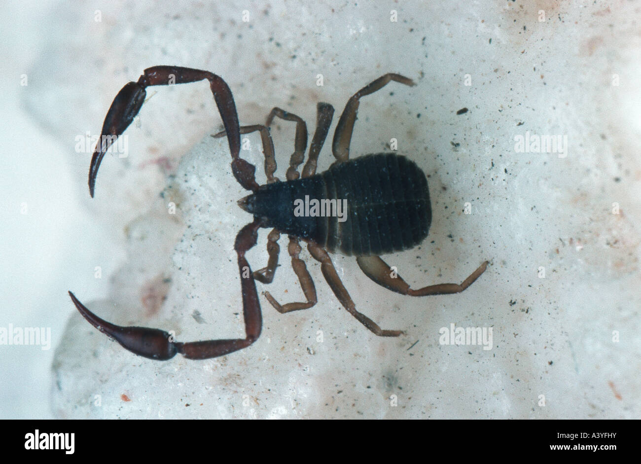 house pseudoscorpion (Chelifer cancroides Stock Photo - Alamy