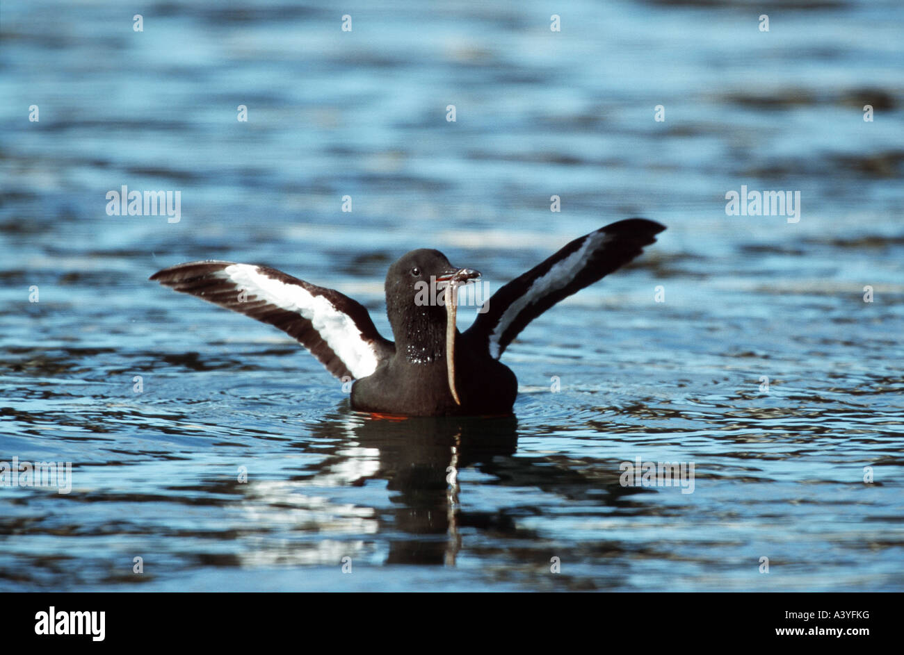 black guillemot (Cepphus grylle), with captured fish in bill, Finland ...