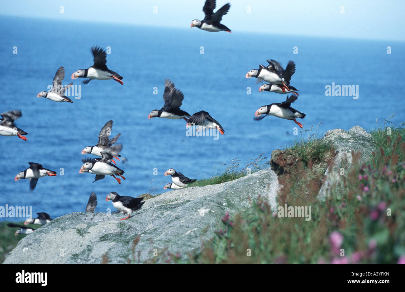 Atlantic puffin (Fratercula arctica), flying flock at rocky coast ...