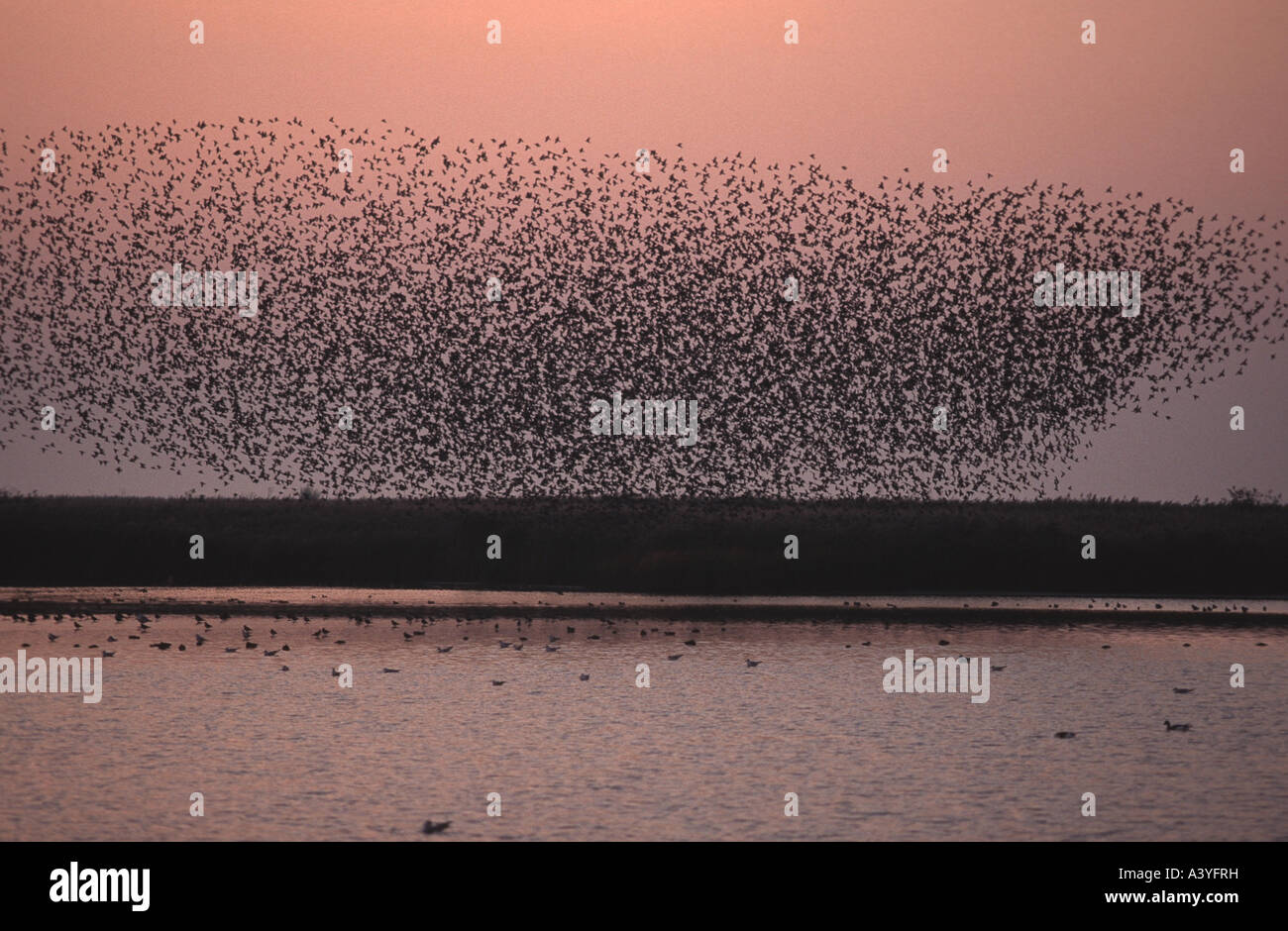 common starling (Sturnus vulgaris), silhouette of a flying flock ...