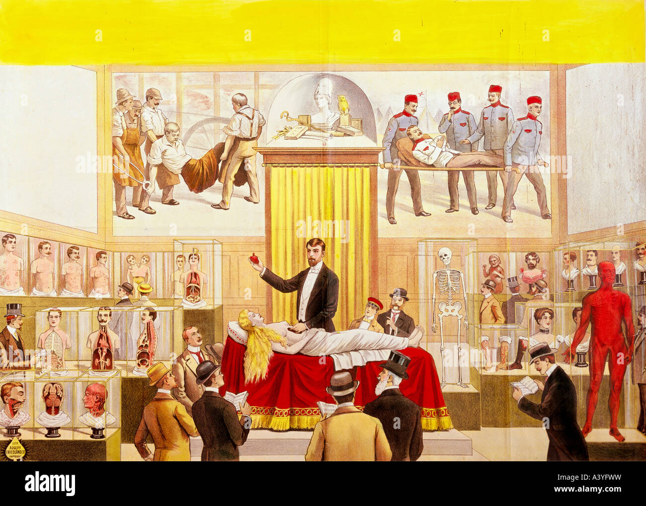 festivity, fairs, carny, anatomical cabinet, poster, colour lithograph ...