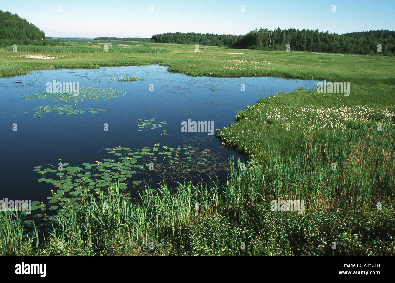Moor clearing hi-res stock photography and images - Alamy