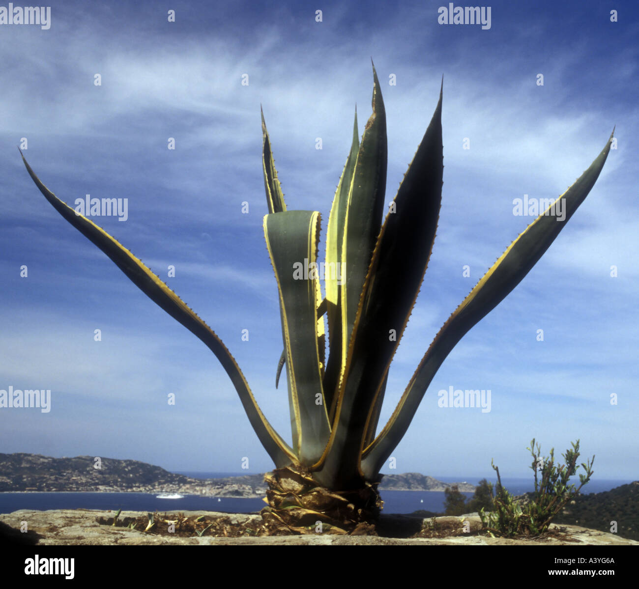 Green blue sky plant drylands drought resistant art form agave hi-res ...