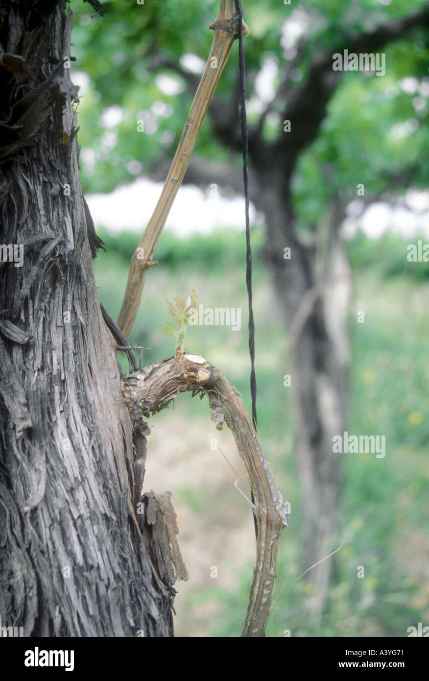 Grape plant bark hi-res stock photography and images - Alamy